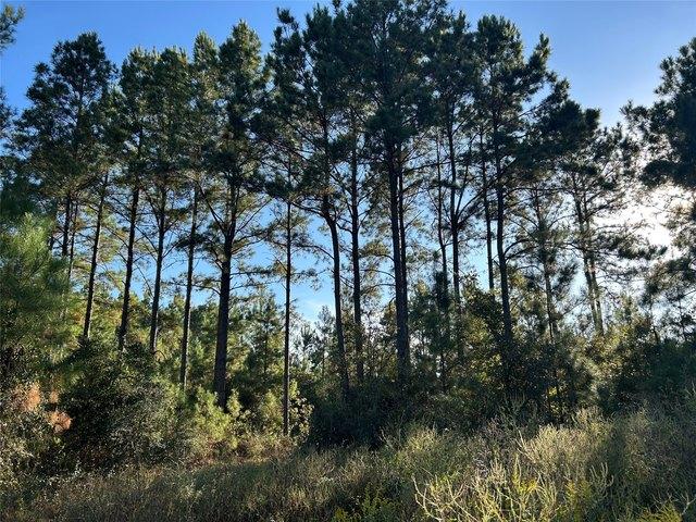 Tract 11 Fm 230, Lovelady, TX 77854