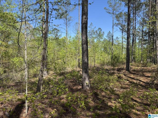 Tract 1 county road 268 # 1