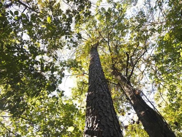 Tract 2 Tbd Hempstead # 272, McCaskill, AR 71847