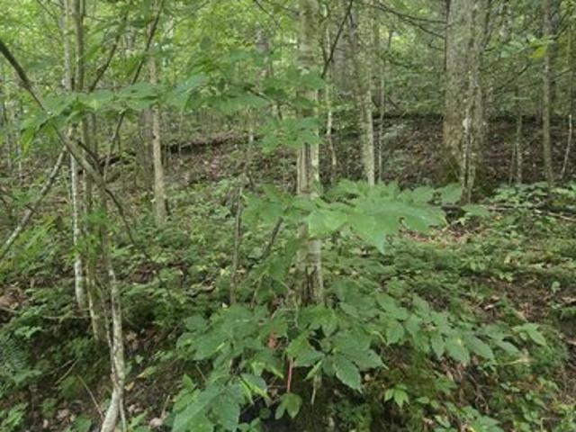 Twin Arch Resort Phase 3 Rd Lot 32, Stanton, KY 40380