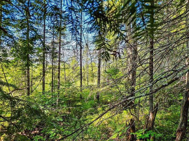 Tuscobia trail