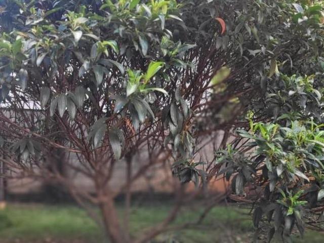 Venda Casa em Condomínio em Lagoa Santa MG