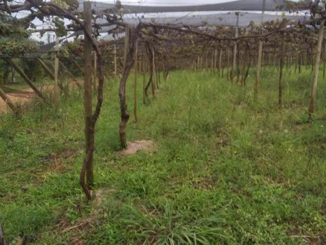 VENDA | Chácara, com 2 dormitórios em área Rural, Marialva