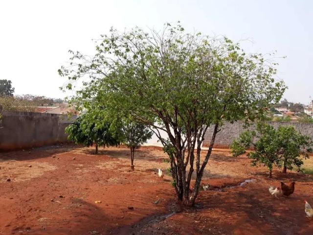 Venda de Casas / Padrão na cidade de Araraquara