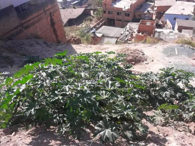 Venda Lote Área Terreno São Lucas Belo Horizonte