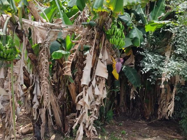 Venda Sítio vargem do salto, Ibiúna SP #5825