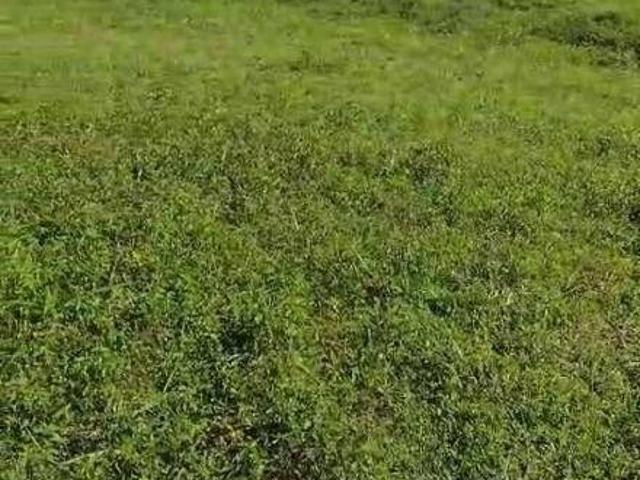 Vende se 15 alqueires em União de Minas MG / A 11 km da cidade e do asfalto