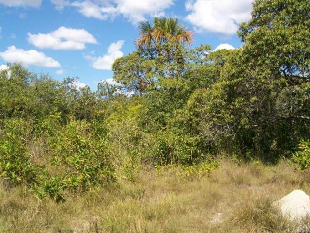 VENDO TERRENO EM ARINOS MG SENDO MAIS DUAS ÁREAS DE 45 HECTARES VENHA CONFERIR!