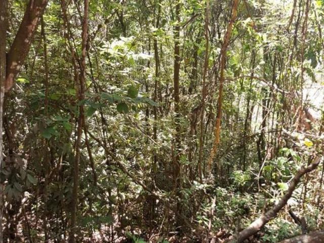 Vendo Área Remanescente com 77.346 m² – Natureza e Tranquilidade Próximas a BH!