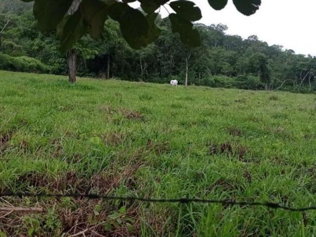 VENDO BELÍSSIMA FAZENDA EM NIQUELANDIA COM 65 ALQUERES R$ 2.500.000 ac imóvel!