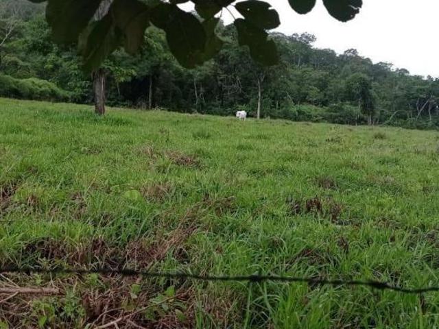 VENDO BELÍSSIMA FAZENDA EM NIQUELANDIA COM 65 ALQUERES R$ 2.500.000 ac imóvel!