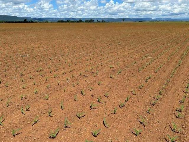 VENDO EXCELENTE FAZENDA COM 9.600 HECTARES OU 199 ALQUEIRES!