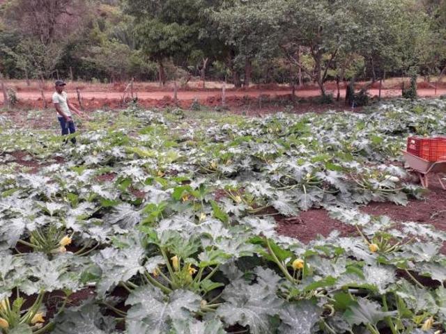 VENDO FAZENDA A 30 KM DE BRASLANDIA CASA CURRAL BRETE DOCUMENTAÇÃO 100% AC PERM