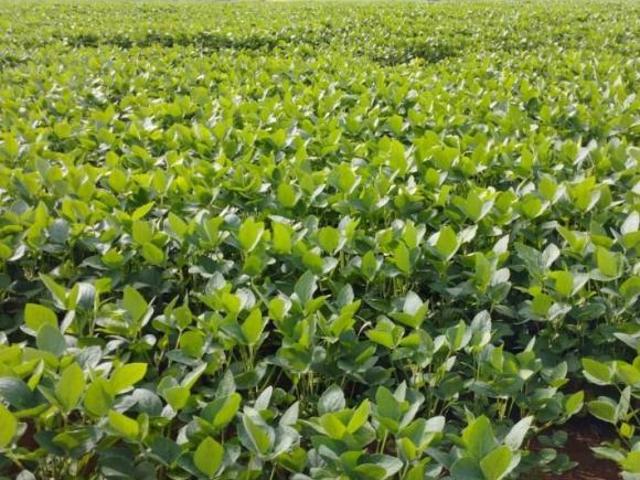 VENDO FAZENDA CULTURA 115 HECTARES REGIAO DE SACRAMENTO 6200
