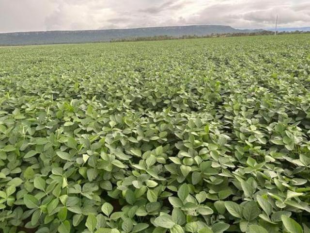VENDO FAZENDA COM 9600 HECTARES COM 03 SAFRA POR ANO AC PARCELAR!