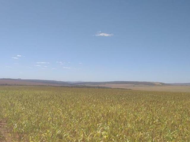 VENDO FAZENDA DE 350 ALQUERES E 1.603 HECTARES JÁ PLANTADA COM SEDE!