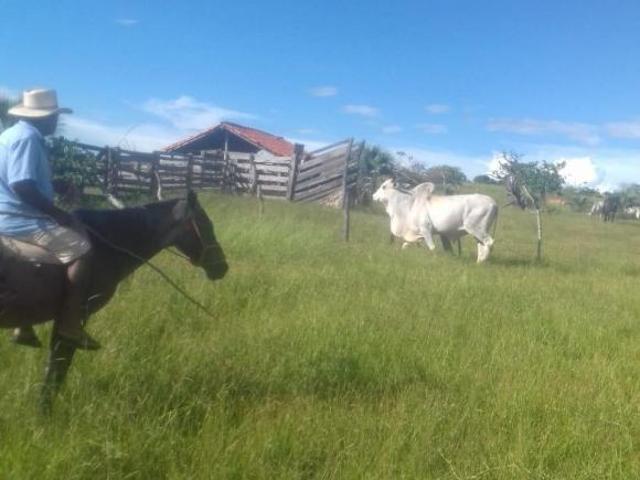VENDO FAZENDA EM ARINOS MINAS GERAIS COM 521 HECTARES ac IMÓVEL 6198150 8787