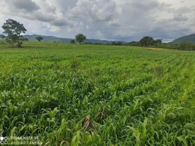 VENDO FAZENDA EM ARINOS MINAS GERAIS DE 1108 HALQUERES / VISITAS 98150 8787