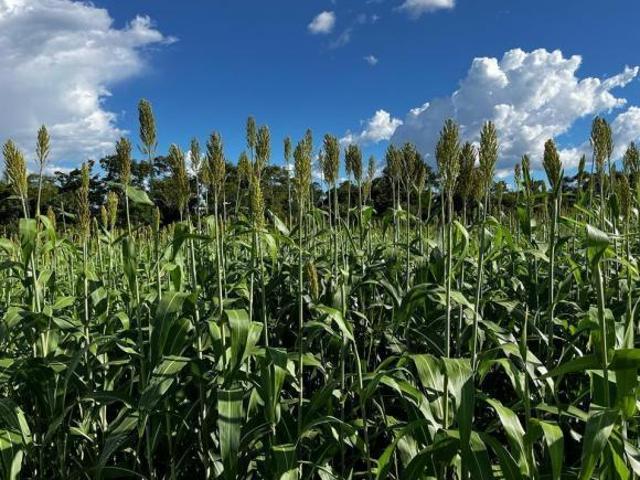 VENDO FAZENDA EM SÃO JOÃO DA ALIANÇA PRONTA COM ÁREA AGRICULLA DE 2100 HECTARES!