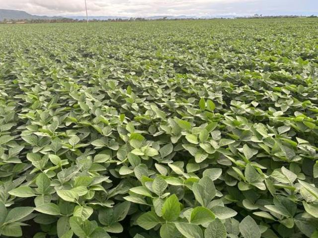 VENDO FAZENDA GIGANTE EM JUSSARA DE GOIÁS P/ PLANTIO 3 SAFRA POR ANO! 98150 8787
