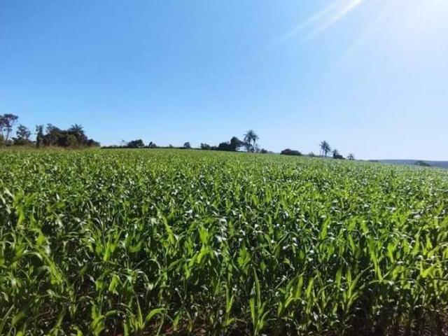VENDO FAZENDA 110 HECTARES CULTURA PECUARIA REGIAO DE SAO GOTARDO 6199