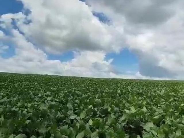 VENDO FAZENDA 210 HECTARES REGIAO DE ARAXA 6198