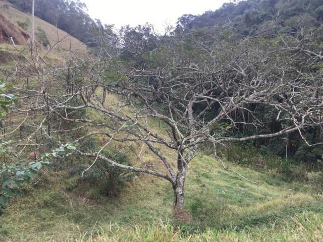 VENDO SITIO 3 ALQUEIRES EM NATIVIDADE DA SERRA 4291