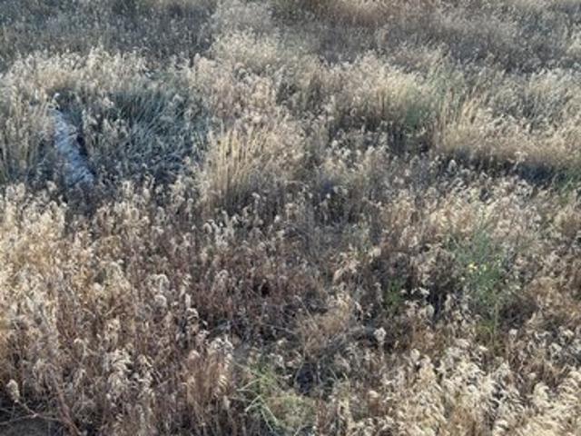 Verbina, Adelanto, CA 92301