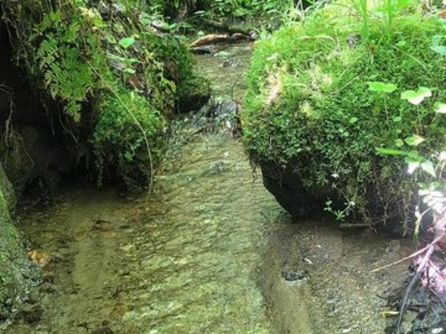 Vincent Colvin Rd, Robbinsville, NC 28771