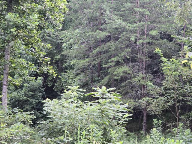 Volunteer Rd, Rutledge, TN 37861