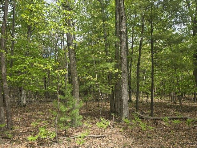 Vl 10 Acre N Ridge Rd, Mears, MI 49436
