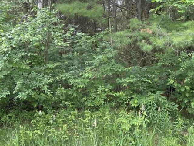 V/L Radov Rd, Gladwin, MI 48624