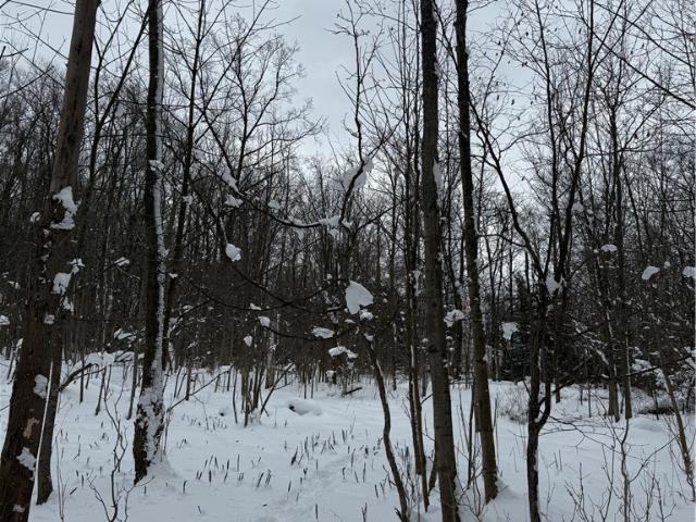 V/L Syler Road