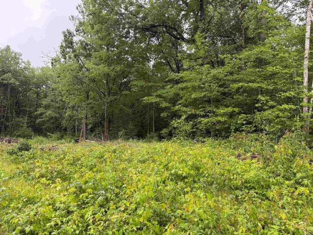 W1561 hawks nest trail