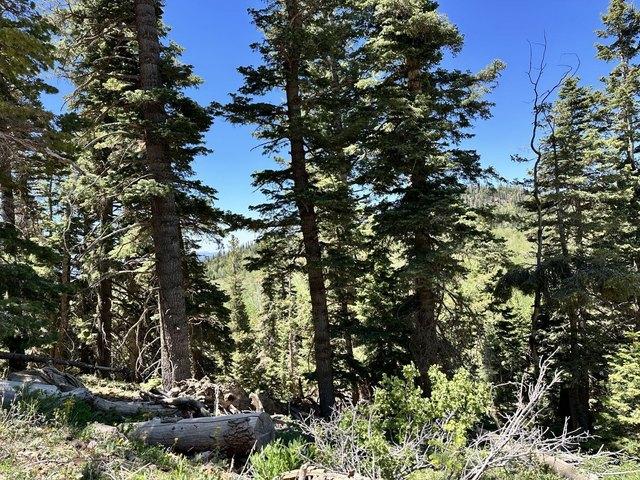 W N Fork Rd, Duck Creek Village, UT 84762