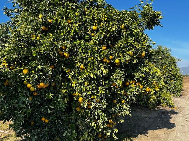 W Cajon Ave, Visalia, CA 93292