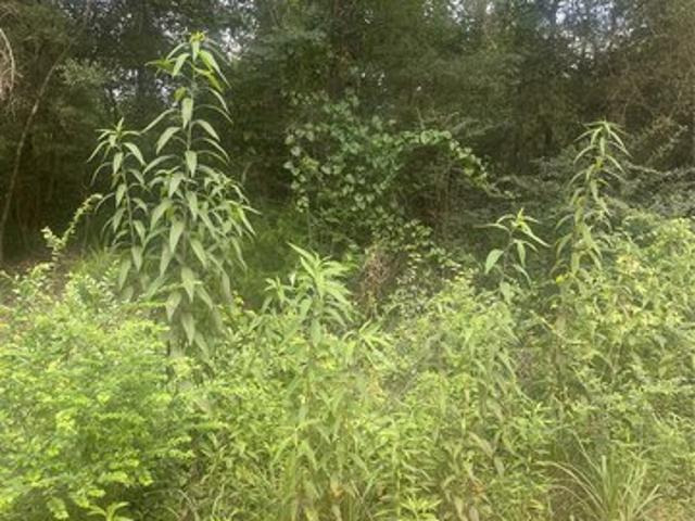 W Forest Rd Lot 1 5, Daleville, AL 36322