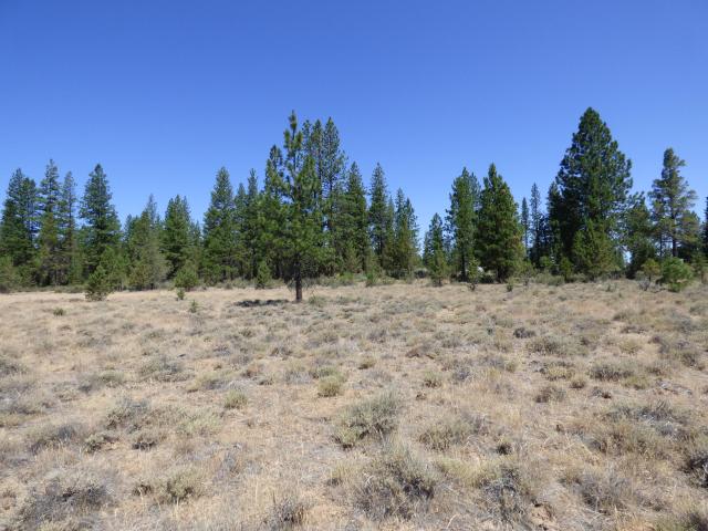 W Ponderosa Dr