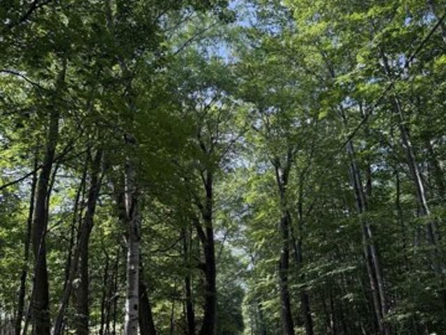 Wadleigh Rd, Sanbornton, Plot For Sale