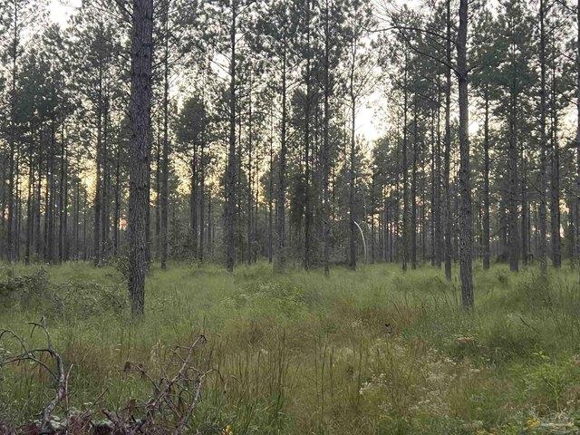 Wallace Lake Rd Lot 7, Pace, FL 32571