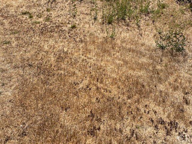 Walnut St, Hesperia, CA 92345