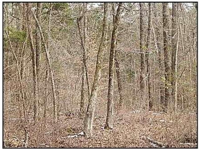 Water Valley, MS Yalobusha Country Land 24 acre for sale in Pine Flat, Mississippi