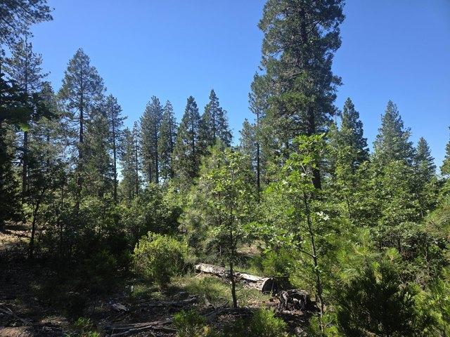 Waterleaf Ln Lot 5, Shingletown, CA 96088