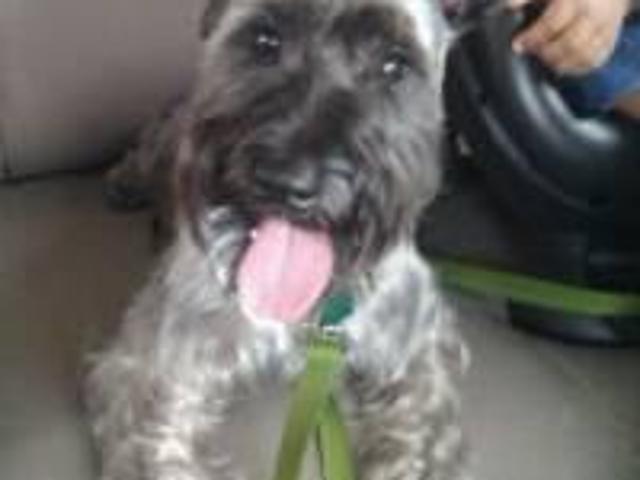 We Enjoy Your Pets! Call Me 334 625 0767