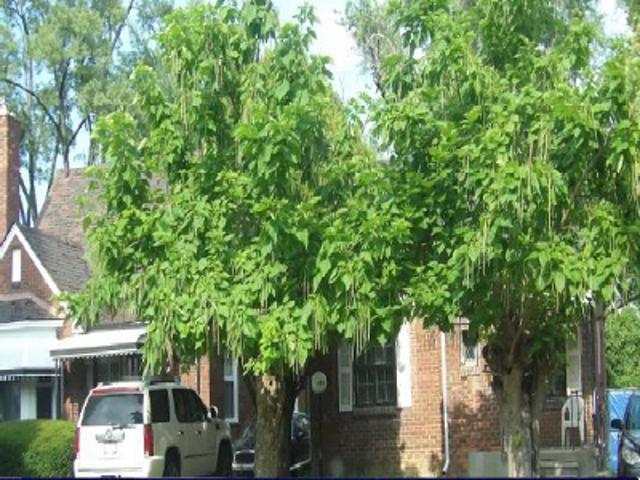 Whitcomb St