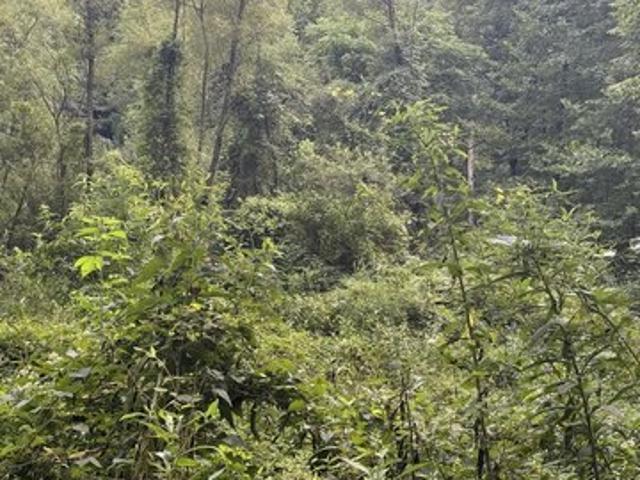 White Oak Creek Rd, Artie, WV 24822