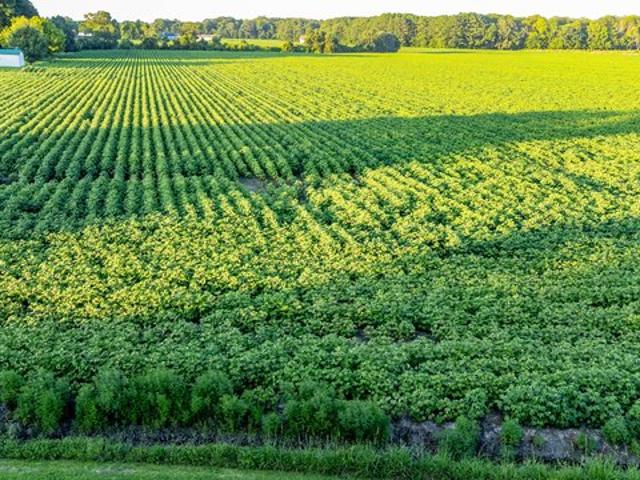 Whitehat Rd Lot 4, Edenton, NC 27932