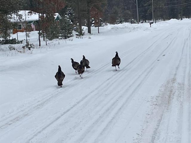 Whitetail Drive