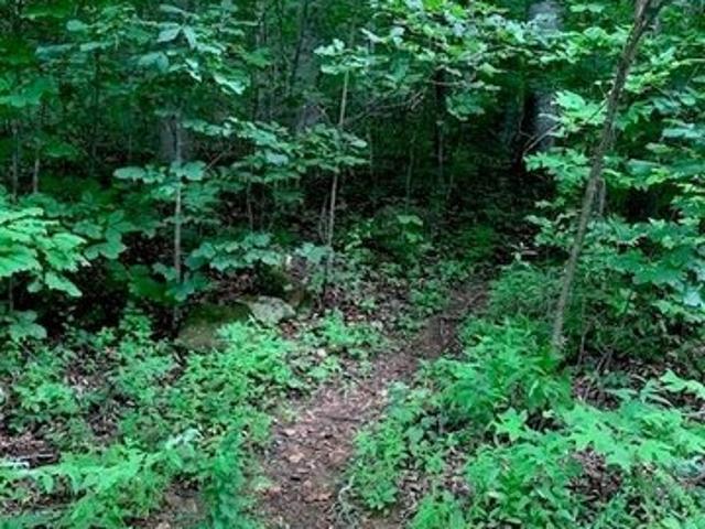 Whitewater Cv, Montreat, NC 28757