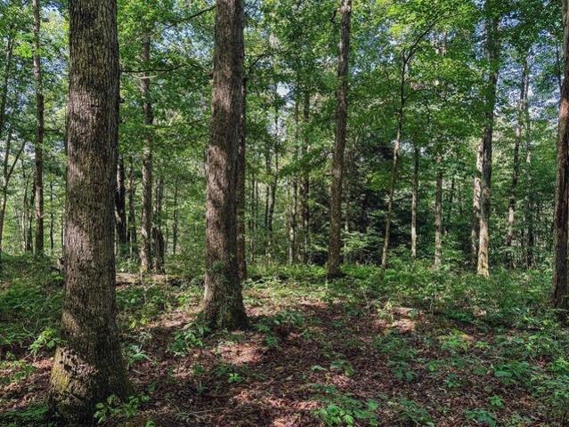 Whitewater Pkwy, Bruceton Mills, WV 26525
